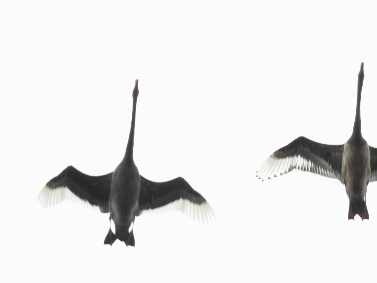 eBird Checklist - 26 Jan 2025 - Ohau C Ponds - 19 species