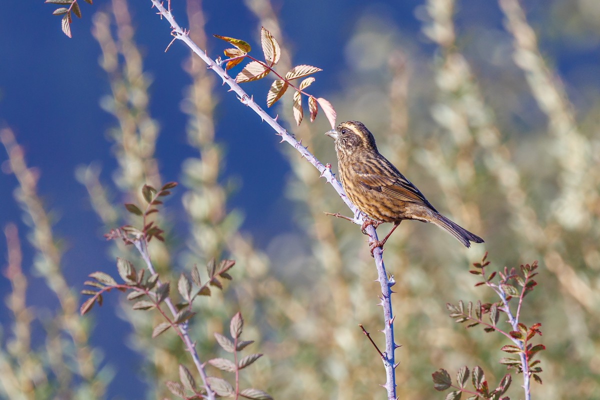 ML629689559 - Spot-winged Rosefinch - Macaulay Library