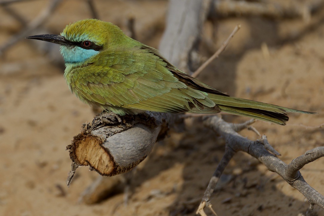 ML629695933 - Arabian Green Bee-eater - Macaulay Library