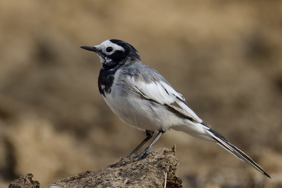 ML629697893 - White Wagtail (Masked) - Macaulay Library