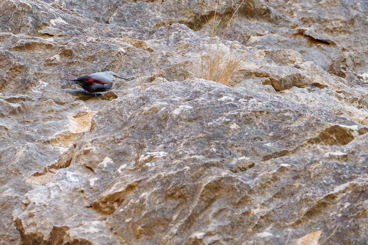 eBird Checklist - 25 Jan 2025 - Petrer--Racó Del Xoli - 10 species