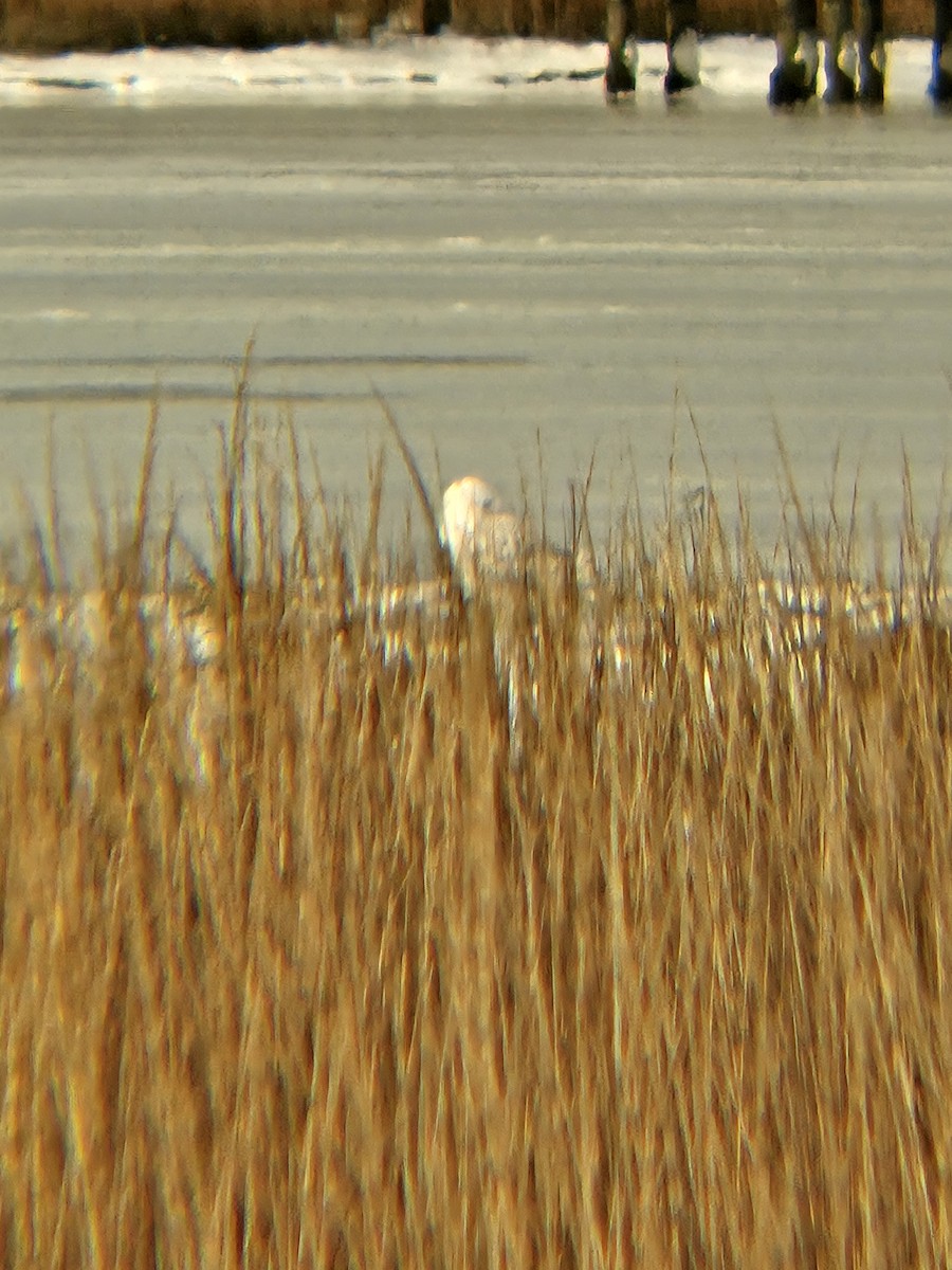 eBird Checklist - 26 Jan 2025 - Brigantine, North End - 1 species