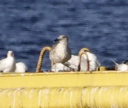 eBird Checklist - 10 Jan 2025 - Tareau Cliffs - 14 species