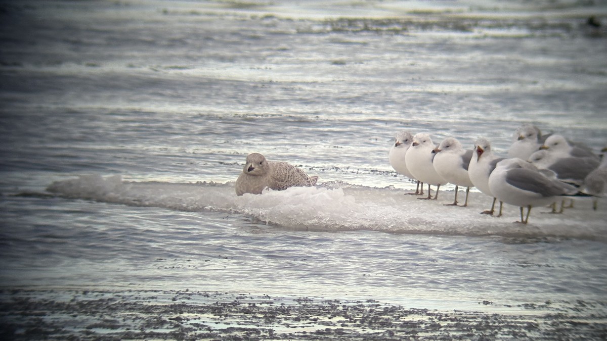 eBird Checklist - 26 Jan 2025 - Barcelona Harbor - 18 species (+1 other ...