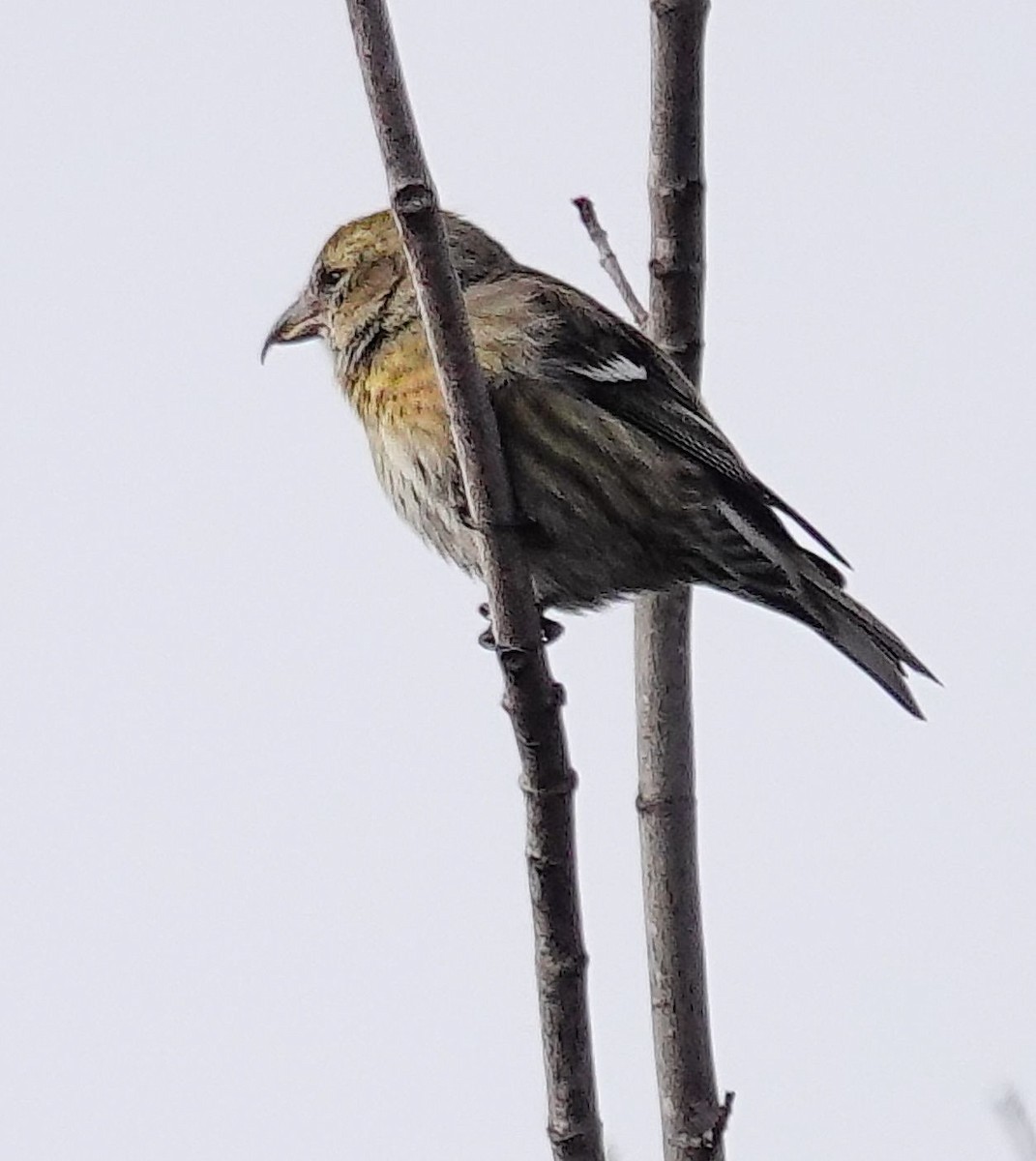 eBird Checklist - 26 Jan 2025 - Avalon, New Jersey, US (39.084, -74.726 ...
