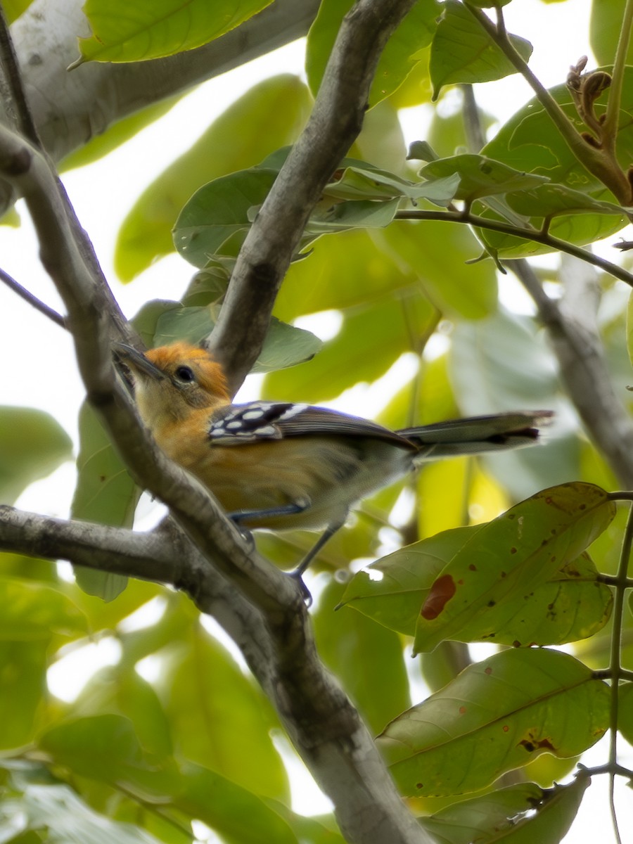 eBird Checklist - 17 Nov 2024 - Mirante Alto do Céu - 18 species (+1 ...