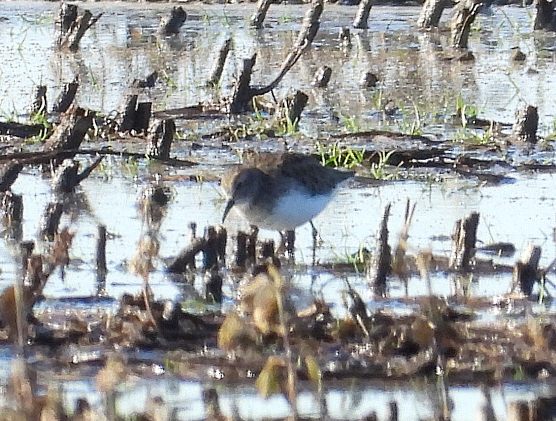 eBird Checklist - 25 Jan 2025 - LSU Experimental Rice Farm - 10 species