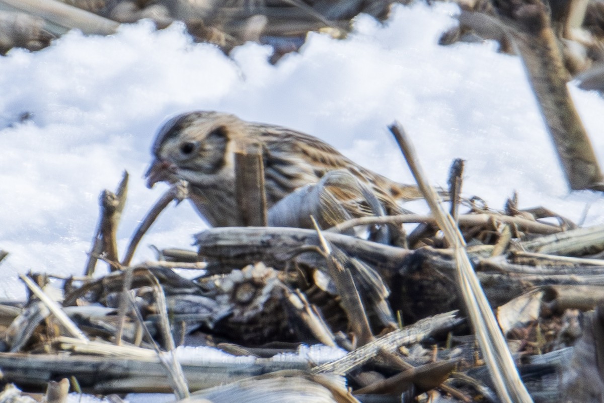 eBird Checklist - 26 Jan 2025 - 254 Mertz Road, Fleetwood, Pennsylvania, US (40.479, -75.785 ...