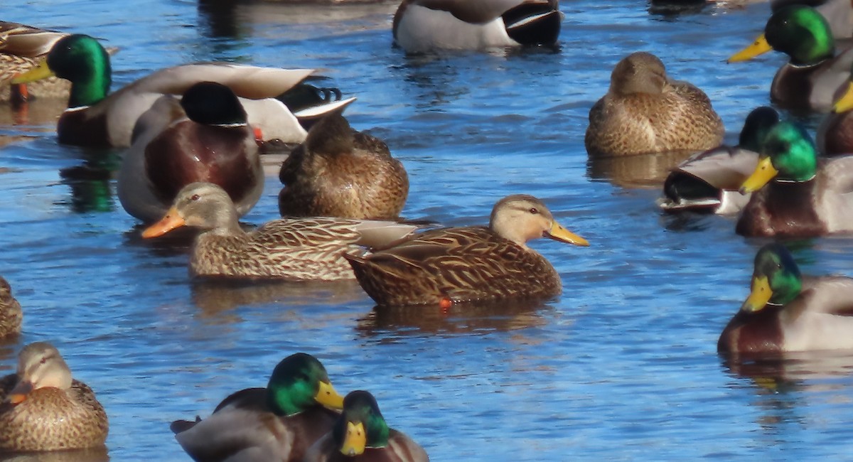 ML629719696 - Mottled Duck - Macaulay Library