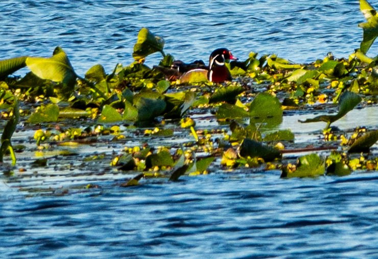 eBird Checklist - 25 Jan 2025 - The Celery Fields - 43 species (+1 ...