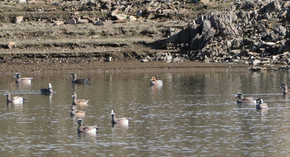 eBird Checklist - 26 Jan 2025 - Don Pedro Reservoir--south arm - 12 species