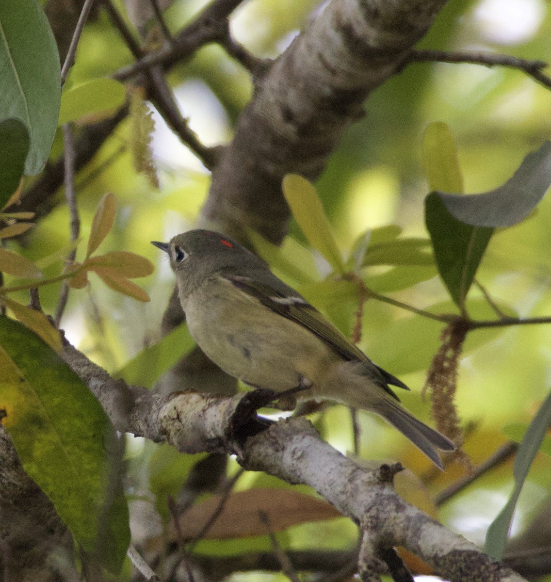 eBird Checklist - 26 Jan 2025 - Riverbend Park - 21 species