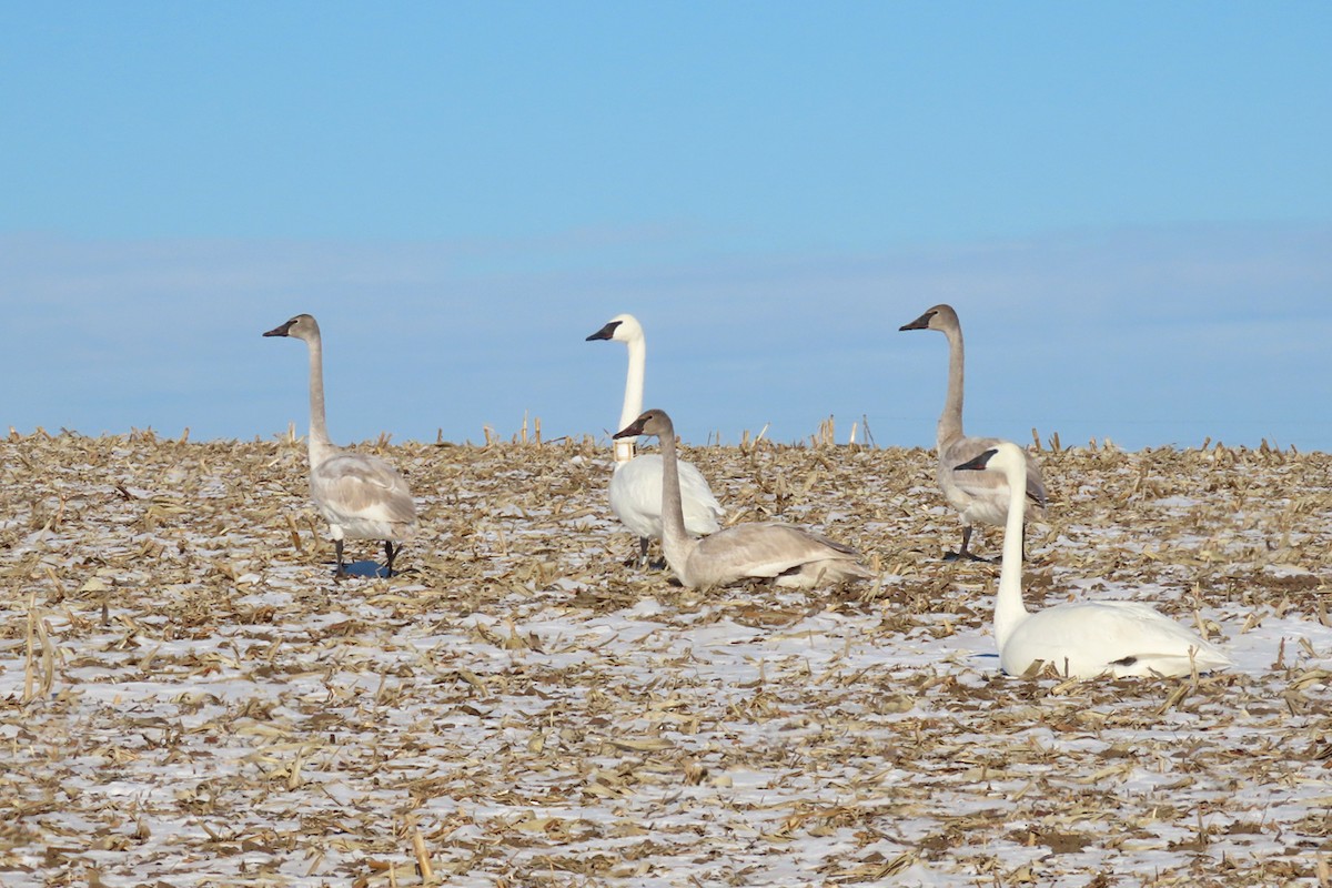 eBird Checklist - 26 Jan 2025 - 100th St between Kimbro and Neal - 4 ...
