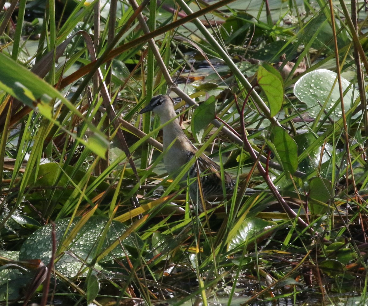 eBird Checklist - 15 Jan 2025 - Medio Queso wetland - 56 species