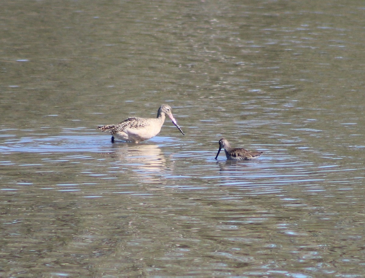 eBird Checklist - 26 Jan 2025 - Big Talbot Island SP--Spoonbill Pond ...