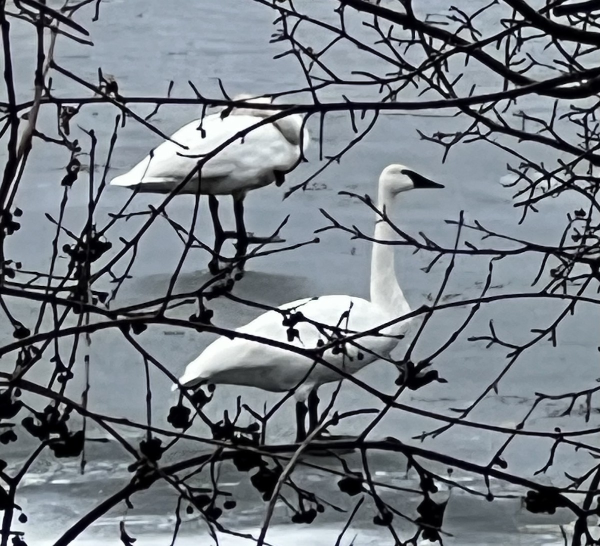 eBird Checklist - 6 Jan 2025 - Lemont Quarries (Cook Co.) - 7 species