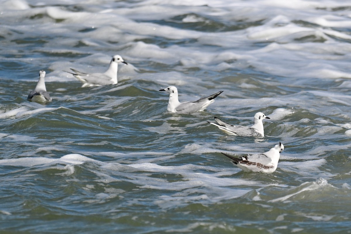 eBird Checklist - 25 Jan 2025 - Jupiter Inlet - 5 species
