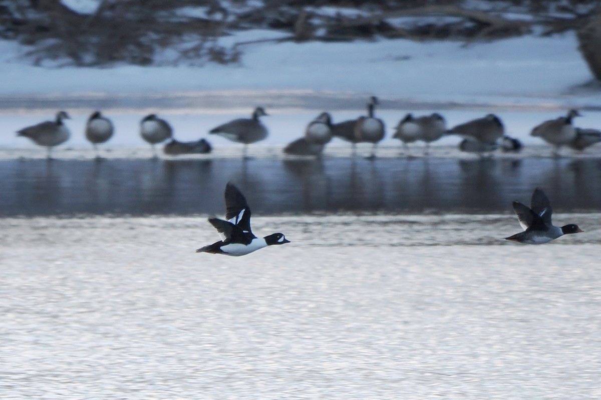 eBird Checklist - 26 Jan 2025 - Donald W. Barnes Boat Launch - 8 species