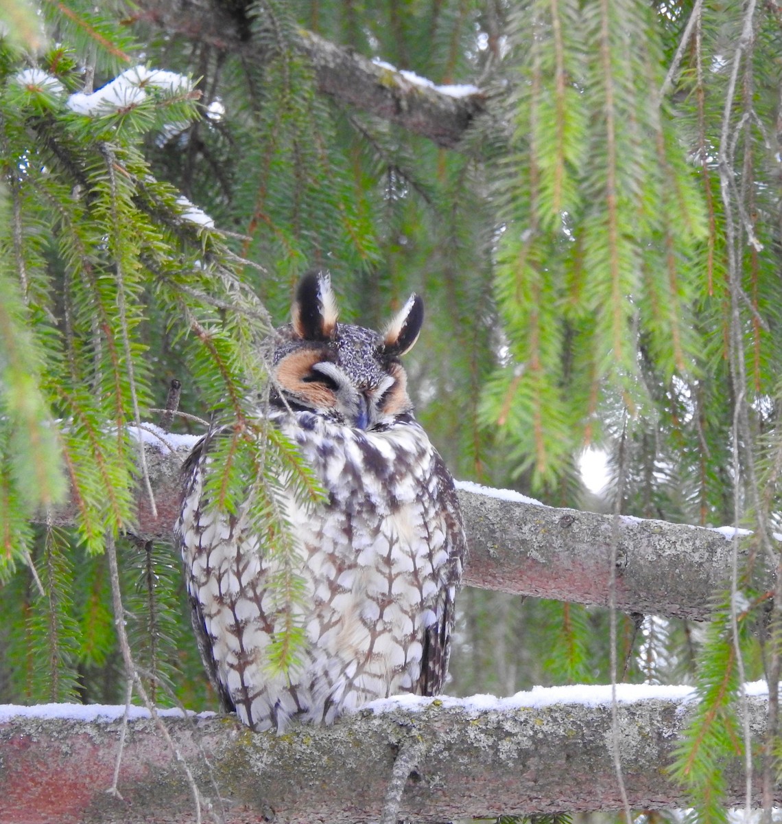 eBird Checklist - 26 Jan 2025 - Parc Michel - Chartrand, Longueuil CA ...