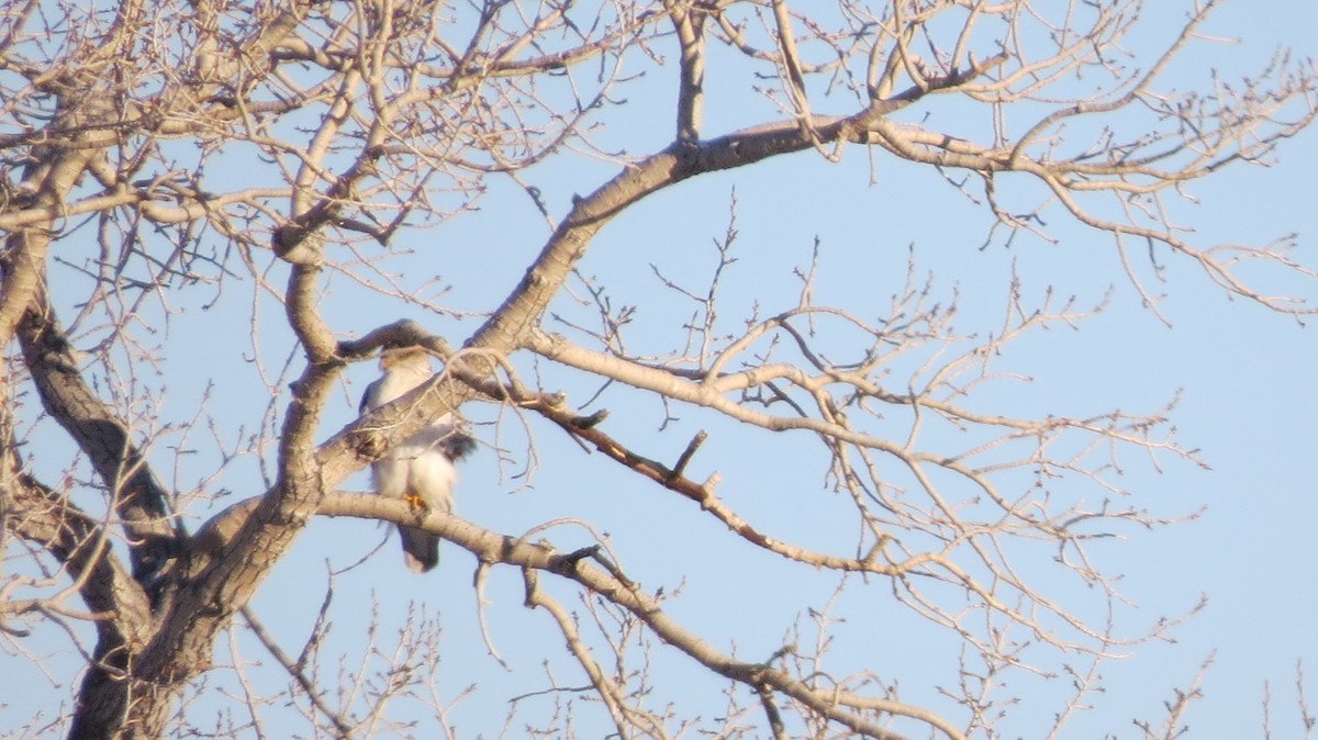 eBird Checklist - 25 Jan 2025 - 16 miles SW Cody - 7 species