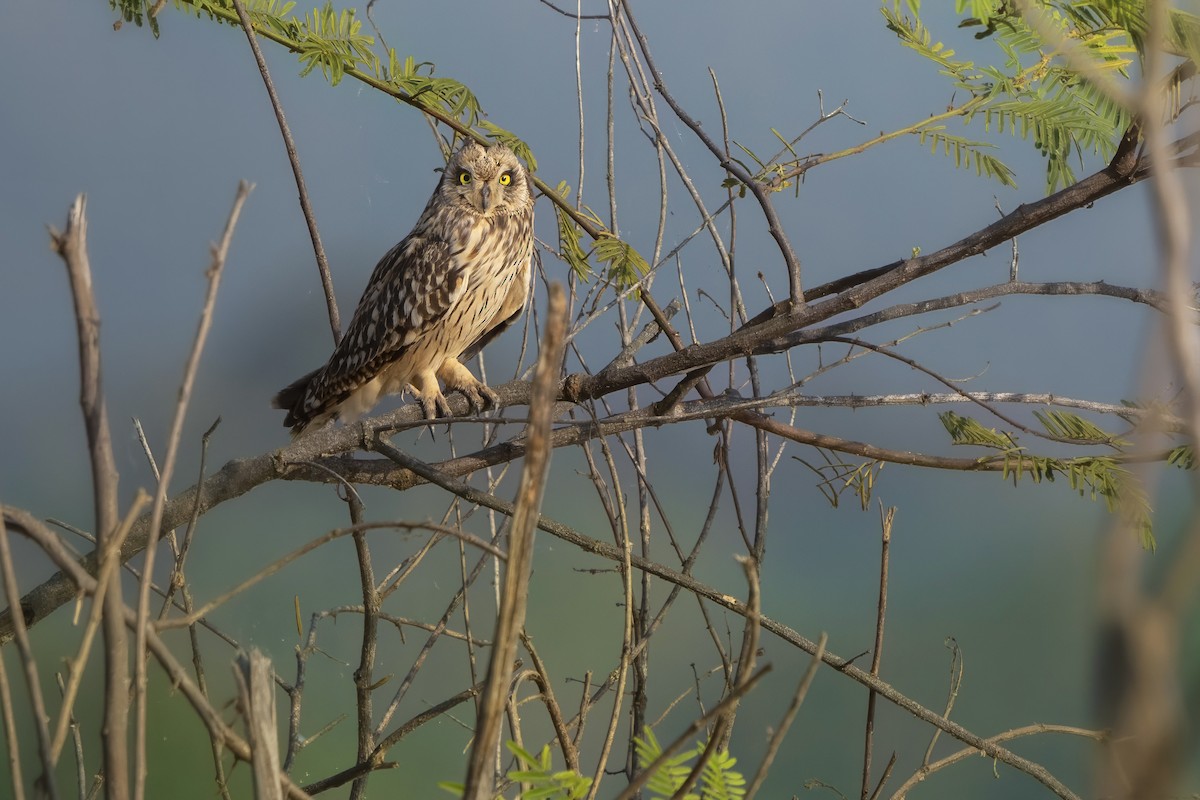 eBird Checklist - 26 Jan 2025 - Nong Leng Sai - 33 species