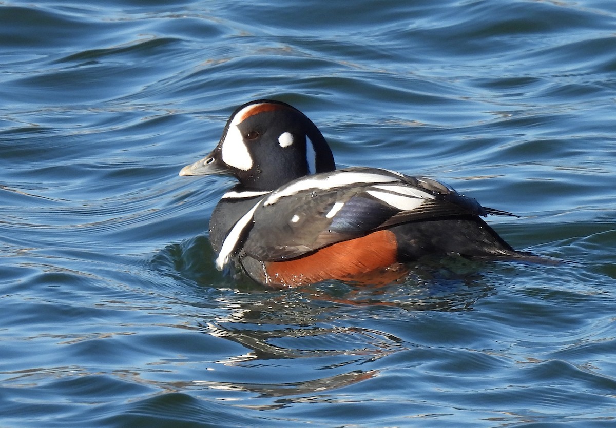 ML629748452 - Harlequin Duck - Macaulay Library