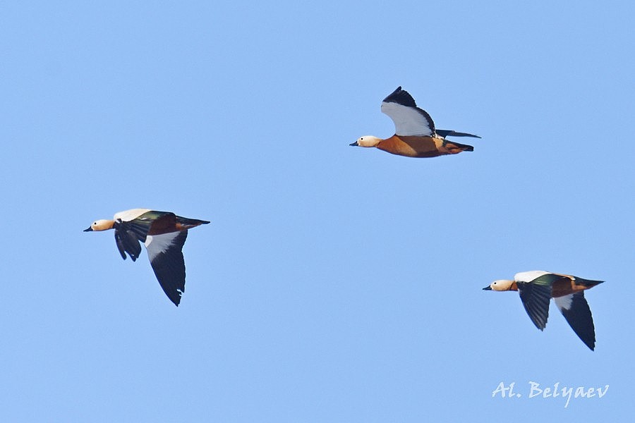 eBird Checklist - 26 Jan 2025 - Taldykorgan--Karatal River and ...