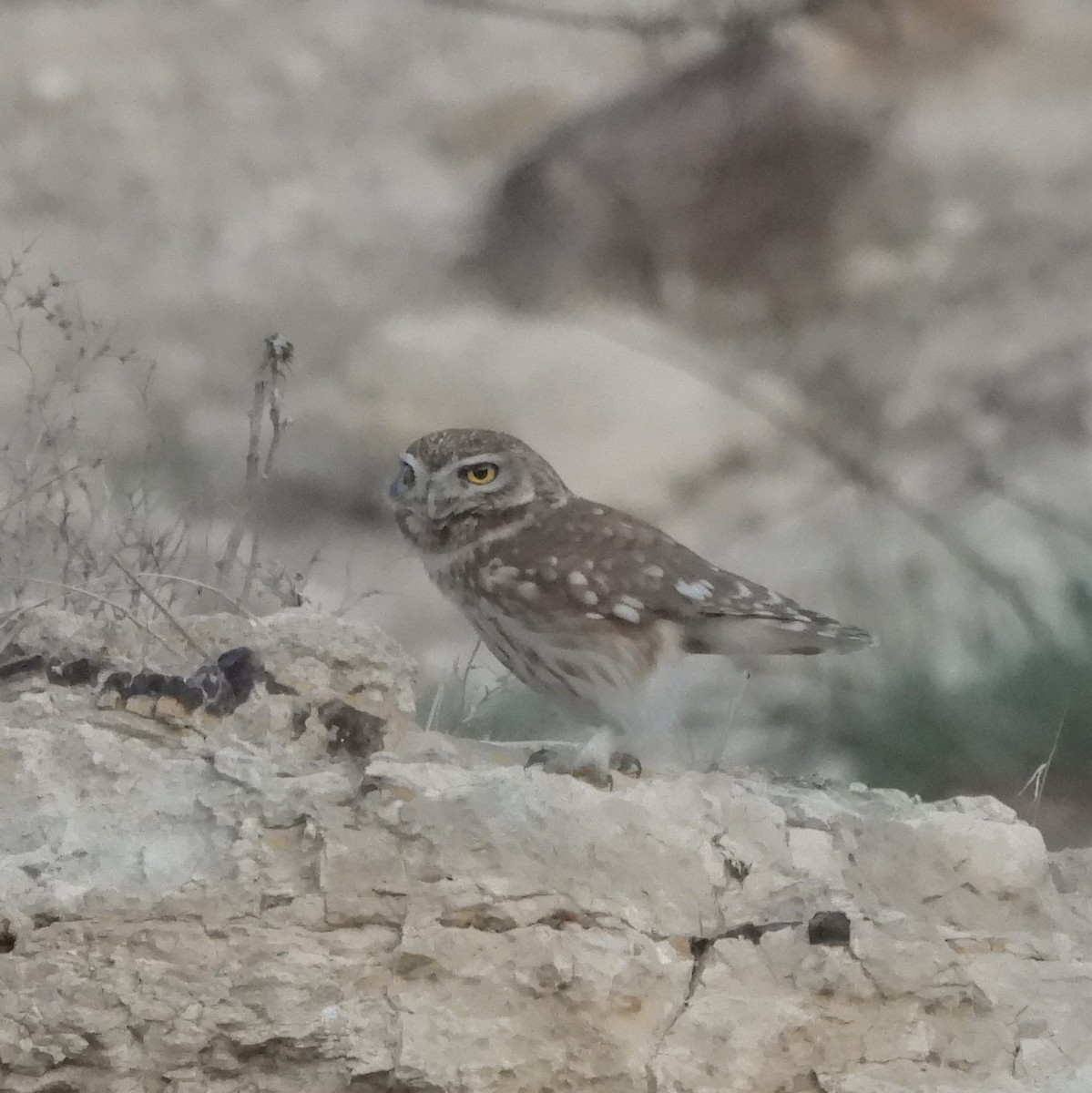 Israel Breeding Bird Atlas Checklist - 27 Jan 2025 - Wadi Yitzhaki, Ma ...