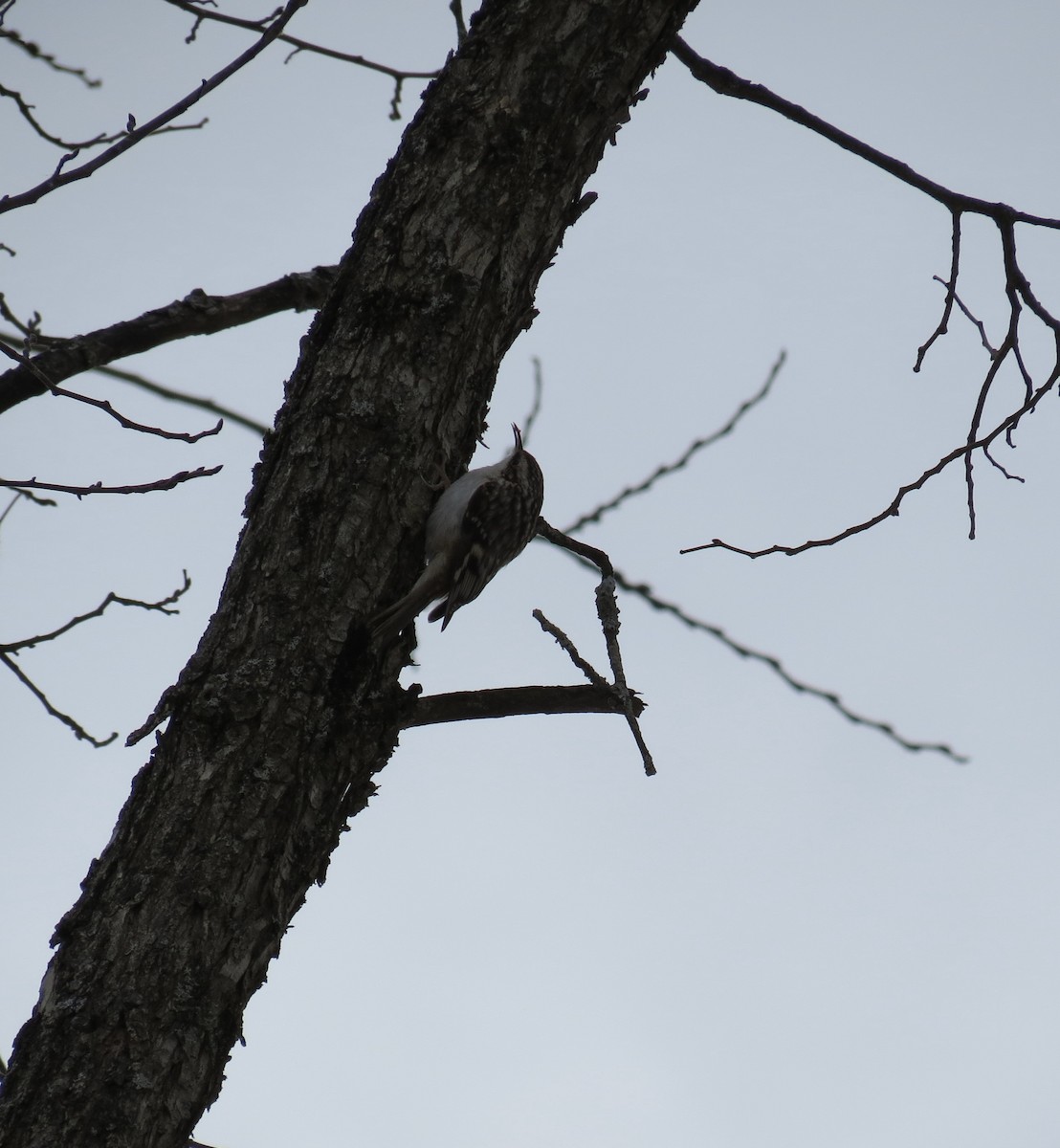 New York Breeding Bird Atlas Checklist - 26 Jan 2025 - Vosburgh Swamp ...