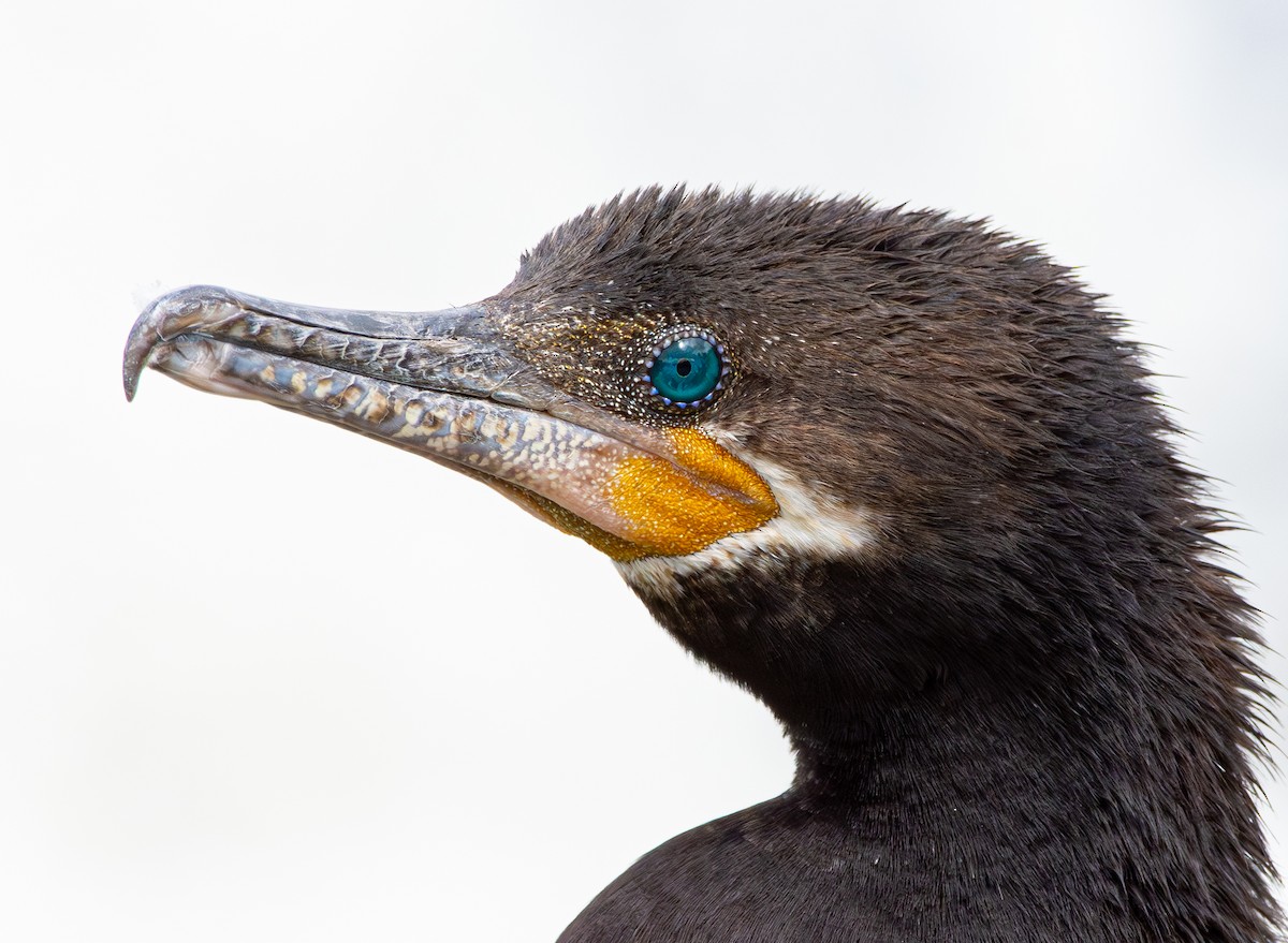 ML629759813 - Neotropic Cormorant - Macaulay Library