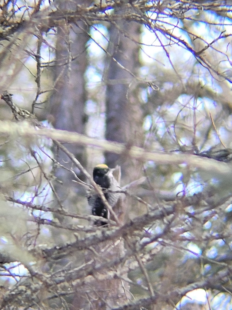 eBird Checklist - 26 Jan 2025 - 99999 Breda Road, Brimson, Minnesota ...