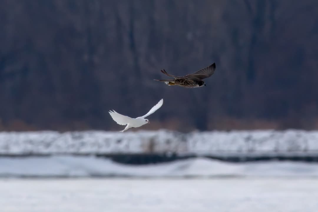 Pennsylvania Bird Atlas Checklist - 26 Jan 2025 - Presque Isle SP--Gull Pt. - 22 species
