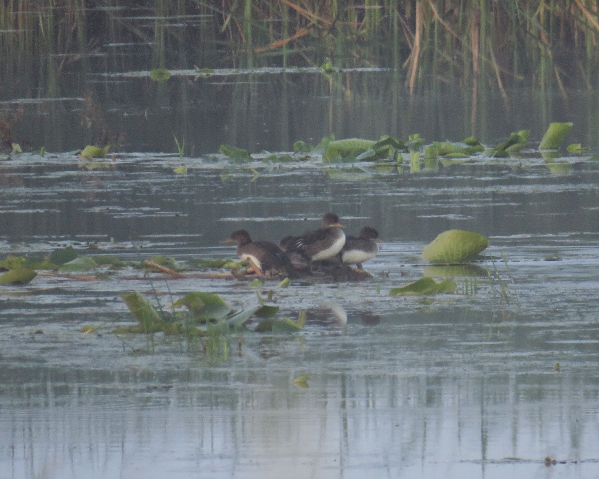 Wisconsin Breeding Bird Atlas Checklist - 30 Jun 2017 - Horicon ...