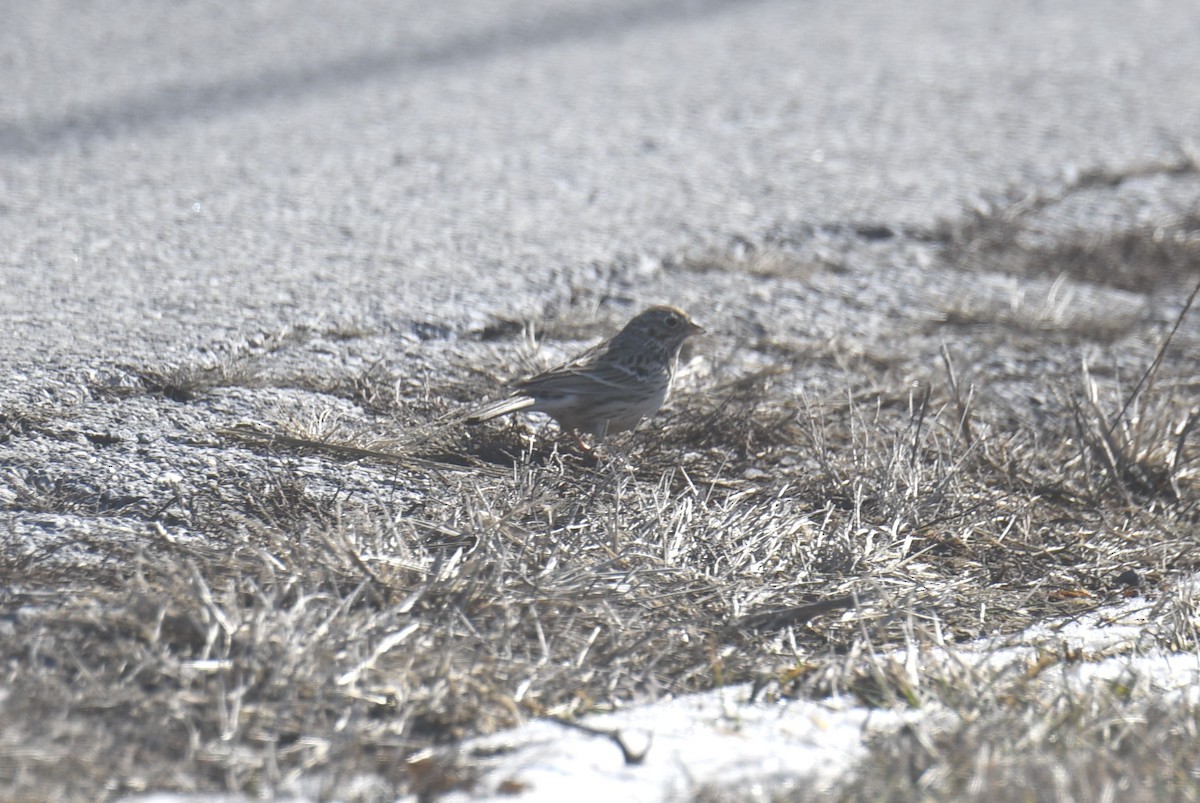 eBird Checklist - 27 Jan 2025 - Struble Lake - 3 species