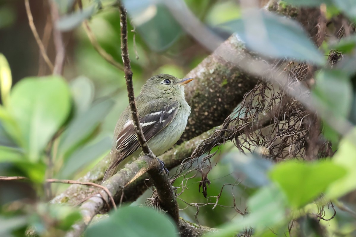 eBird Checklist - 27 Jan 2025 - Loxahatchee NWR - 20 species