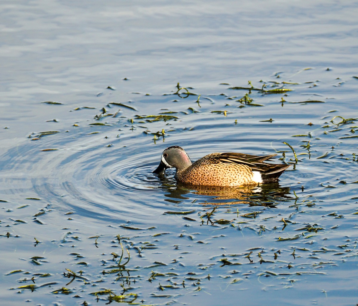 eBird Checklist - 27 Jan 2025 - IRWD San Joaquin Marsh & Wildlife ...