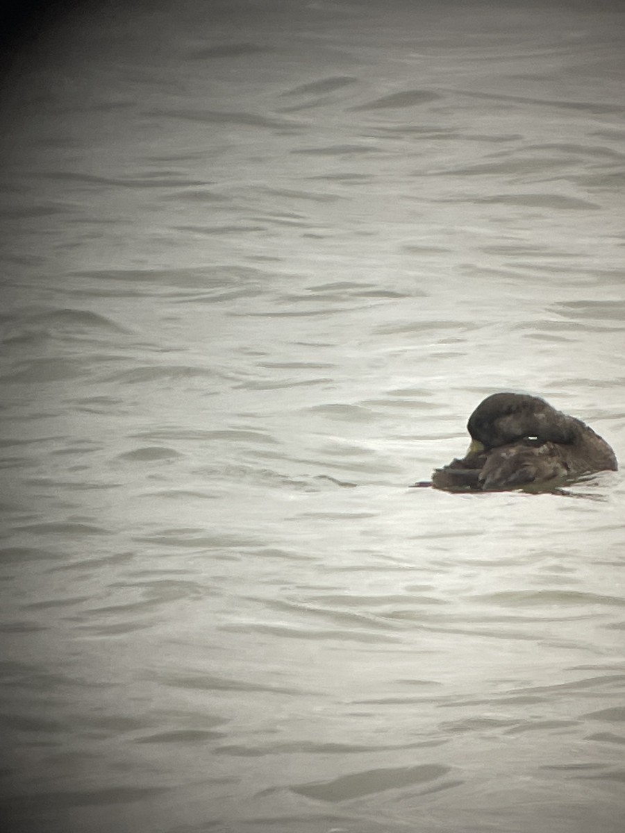 eBird Checklist - 27 Jan 2025 - Morgan's Point - 12 species