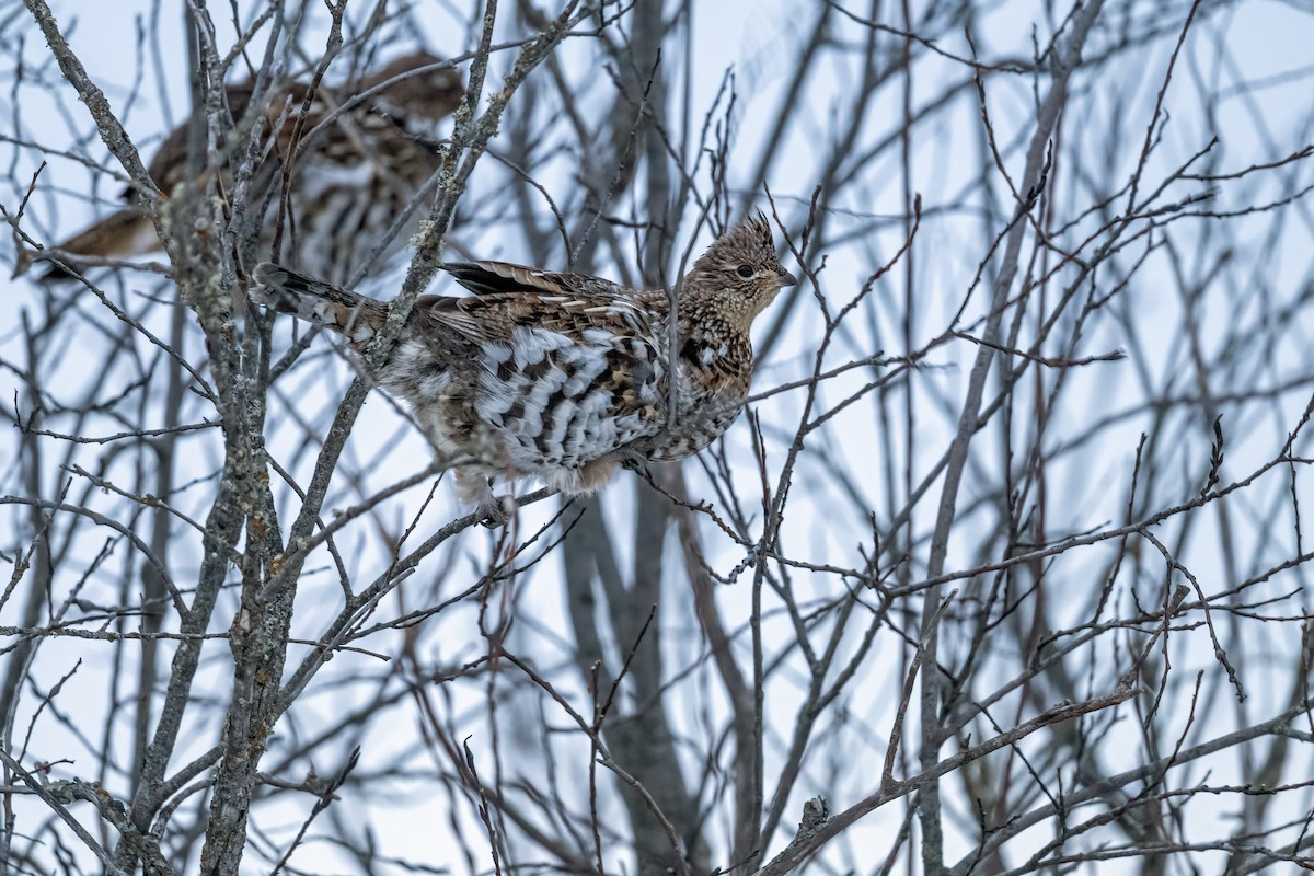 eBird Checklist - 11 Jan 2025 - Sax-Zim Bog--CR 52 (Arkola Rd), 2.0 mi E of Owl Ave - 10 species