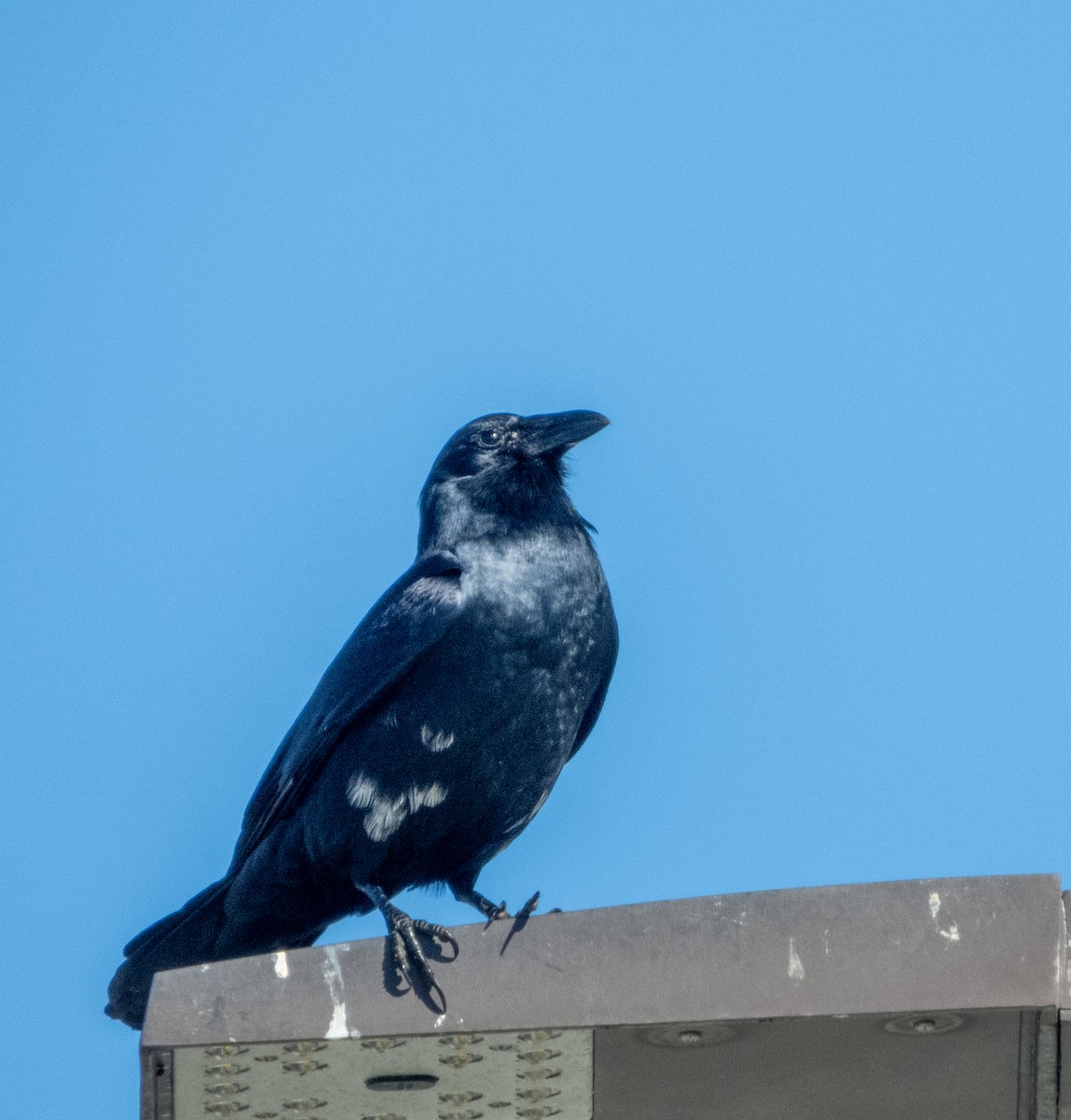 ML629797264 - Fish Crow - Macaulay Library