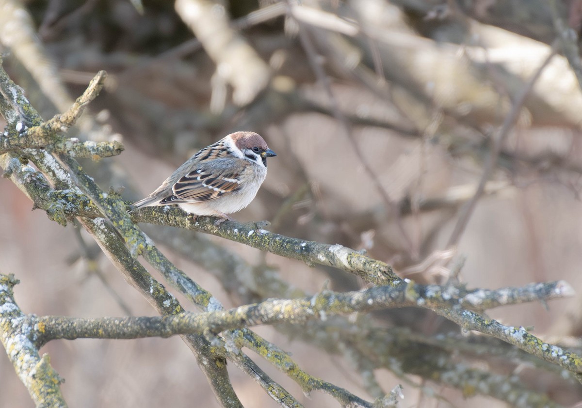 eBird Checklist - 27 Jan 2025 - Lye Creek Prairie Burn, aka The Burn ...