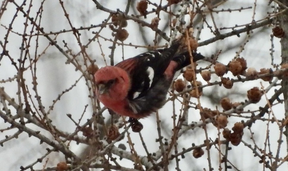 eBird Checklist - 27 Jan 2025 - Sax-Zim Bog--CR 207 (Stickney Rd), 0.5 ...