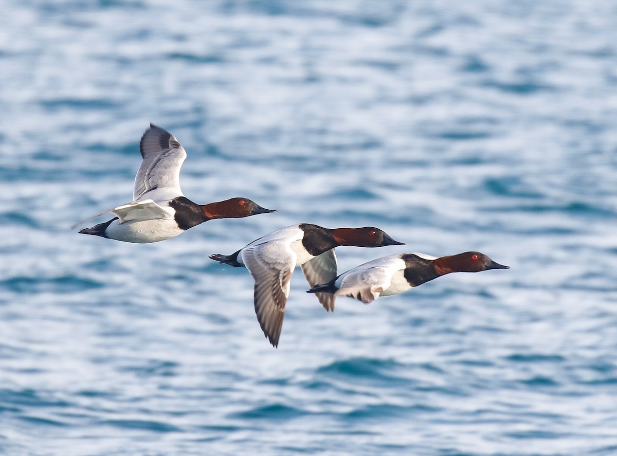 eBird Checklist - 27 Jan 2025 - Chrysler Beach - 13 species