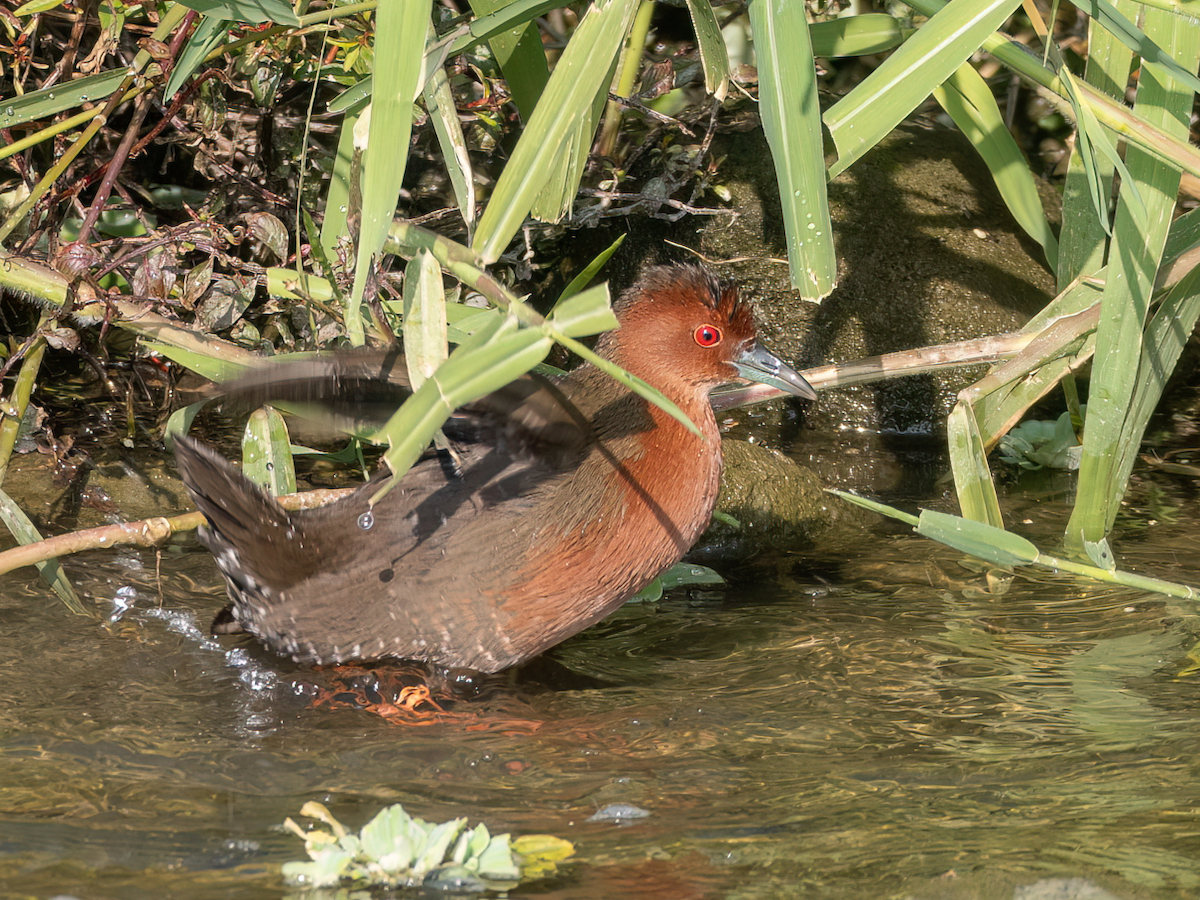 Taiwan Bird Atlas Checklist - 27 Jan 2025 - 新竹--竹北豆子埔溪(光明十一路-新庄公園 ...