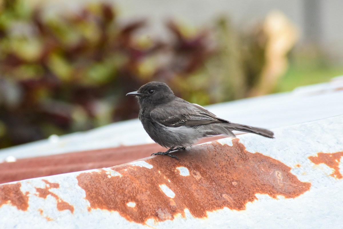 ML629811983 - Black Phoebe - Macaulay Library