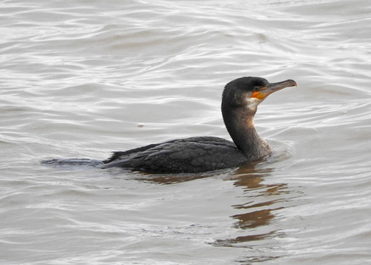 eBird Checklist - 28 Jan 2025 - Hartlen Point - 22 species