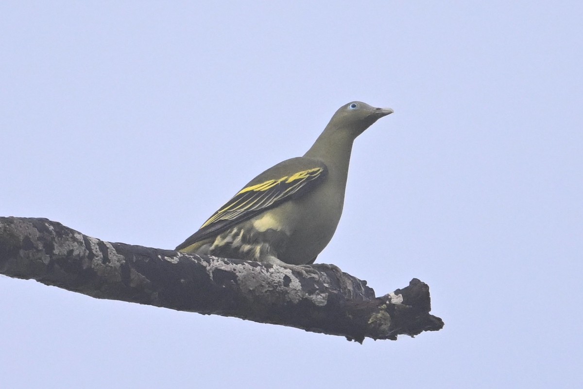 ML629812352 - Philippine Green-Pigeon - Macaulay Library