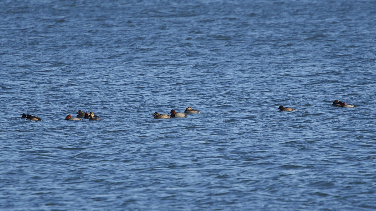 eBird Checklist - 28 Jan 2025 - Prime Hook NWR--Fowler Beach Rd./Fowler ...