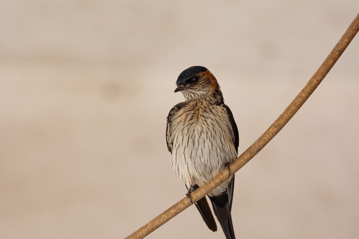 ML629815015 - Eastern Red-rumped Swallow (Daurian) - Macaulay Library