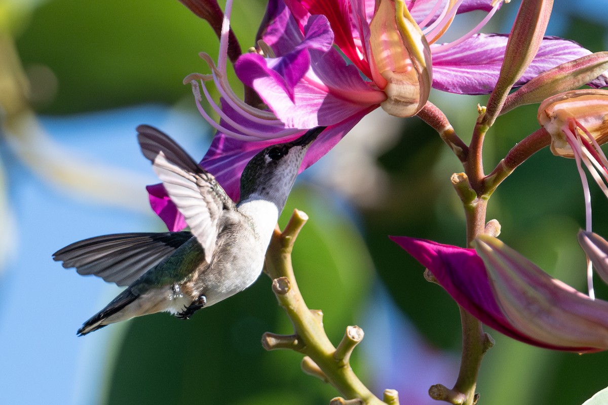 eBird Checklist - 28 Jan 2025 - Naples Botanical Garden - 54 species