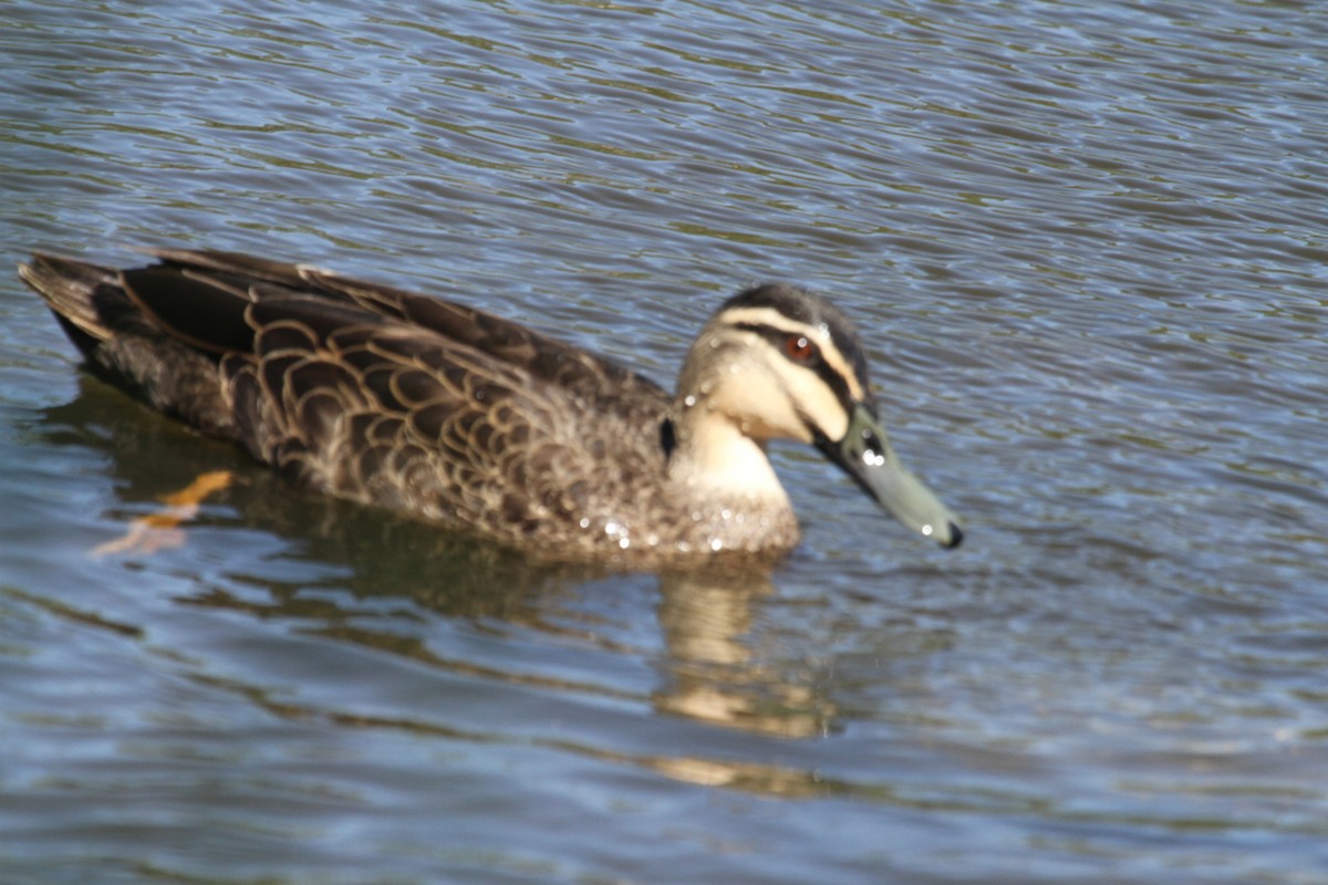 eBird Checklist - 28 Jan 2025 - Coburg Lake Reserve - 34 species
